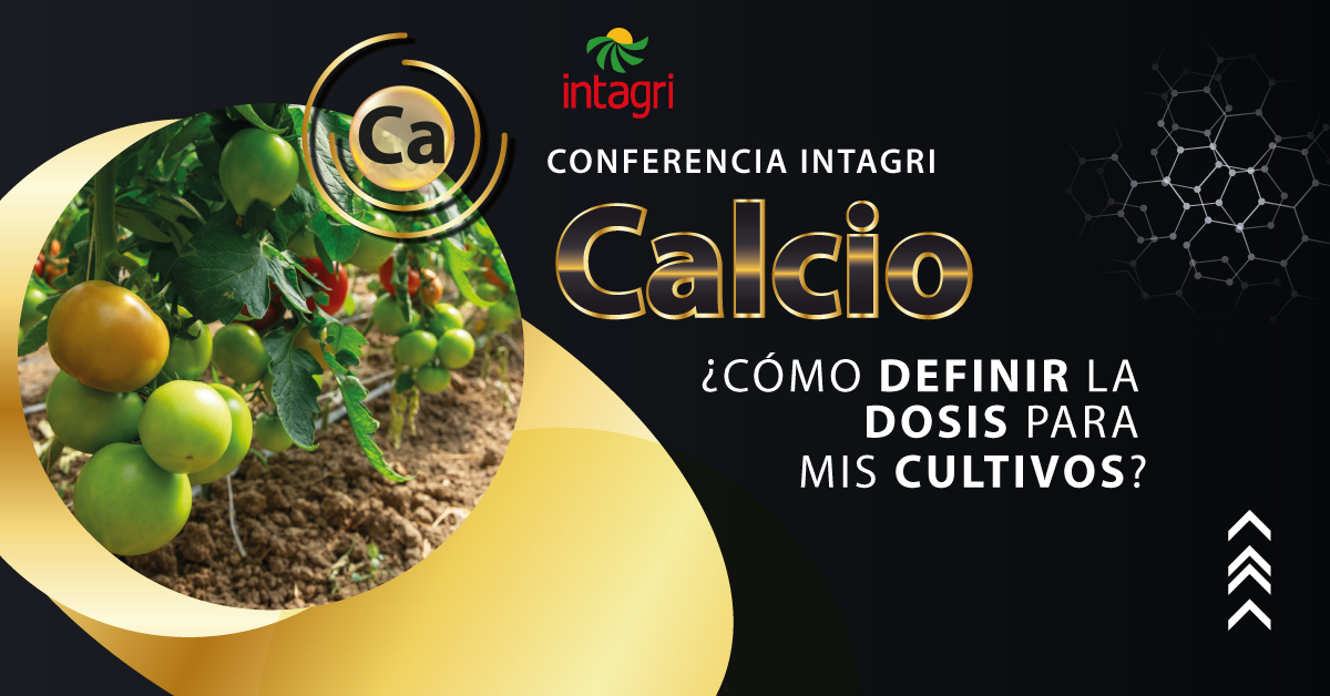 Curso Virtual Intagri El Calcio como Nutrimento en la Agricultura ... Curso Virtual Intagri El Calcio como Nutrimento en la Agricultura ...