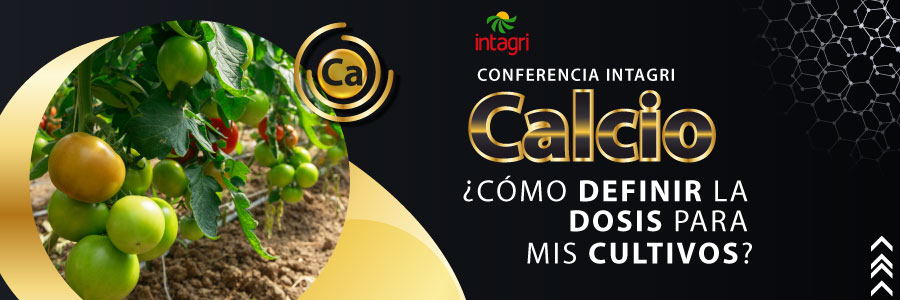 Curso Virtual Intagri El Calcio como Nutrimento en la Agricultura ... Curso Virtual Intagri El Calcio como Nutrimento en la Agricultura ...