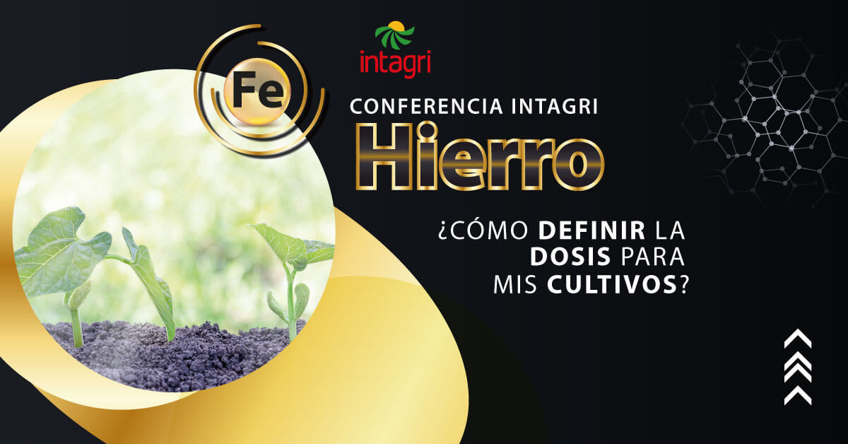 Curso Virtual Intagri El hierro como Micronutriente Esencial ... Curso Virtual Intagri El hierro como Micronutriente Esencial ...