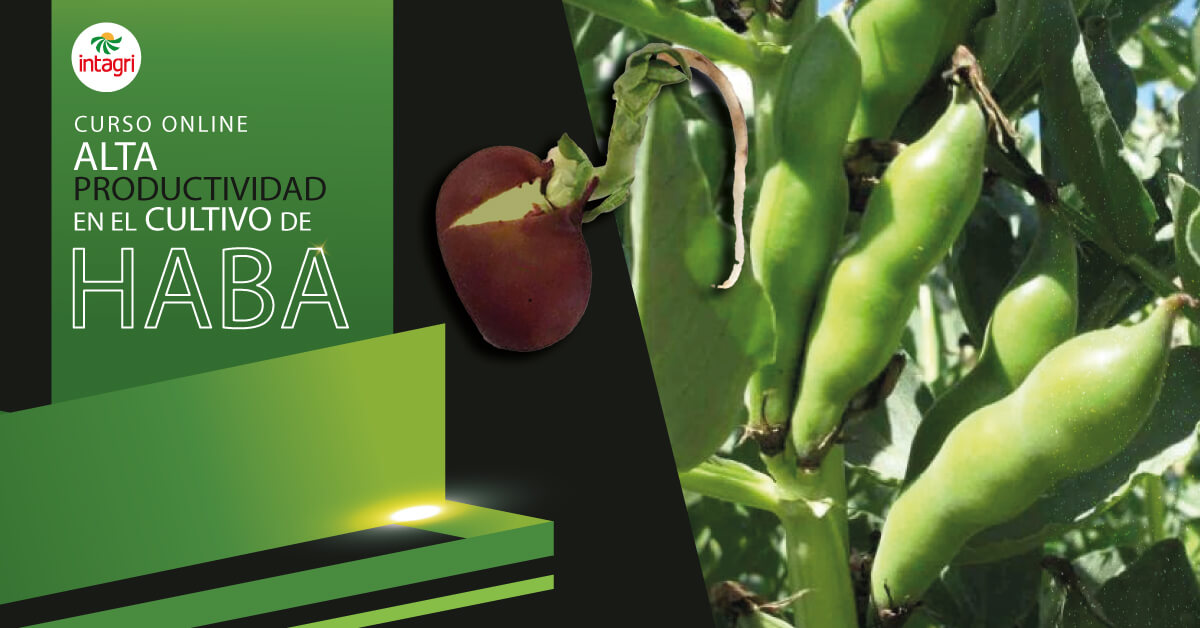 Curso Intagri sobre Alta productividad en el cultivo de haba - Información | Intagri S.C.