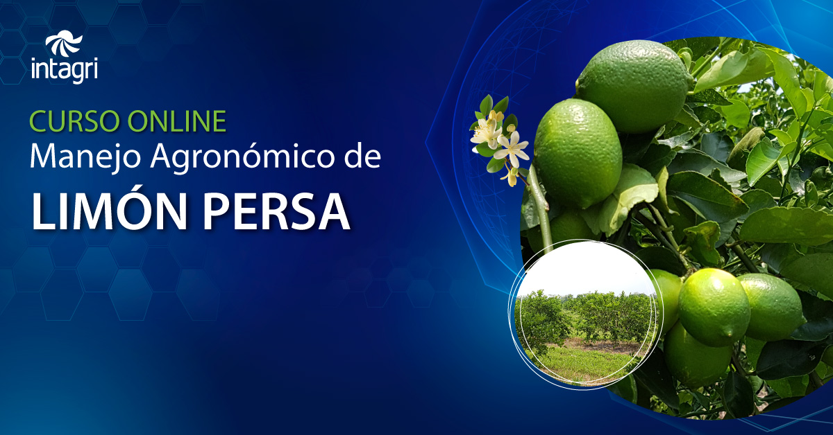 Curso Virtual Aspectos prácticos para el establecimiento y fertilización del cultivo de limón ...