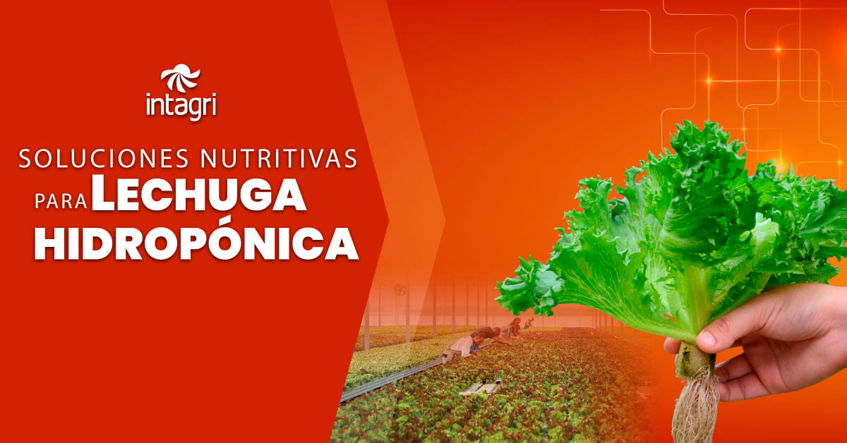 Soluciones Nutritivas Para Lechuga Hidropónica Información Intagri S C