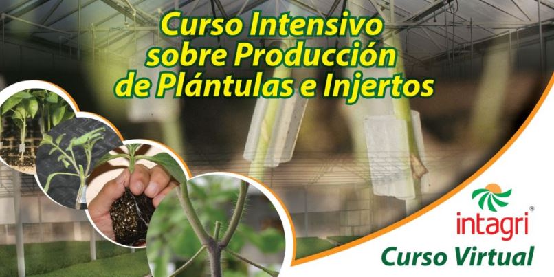 Curso Intensivo sobre Producción de Plántulas e Injertos en Hortalizas - Inicio | Intagri S.C.