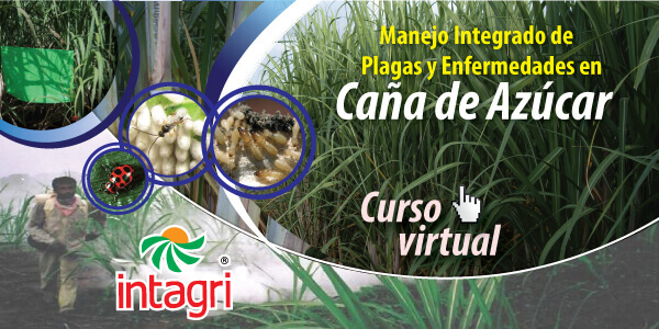 Curso virtual: Manejo Integrado de Plagas y Enfermedades en Caña de Azúcar - Inicio | Intagri S.C.