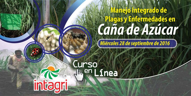 Curso virtual: Manejo Integrado de Plagas y Enfermedades en Caña de Azúcar - Inicio | Intagri S.C.